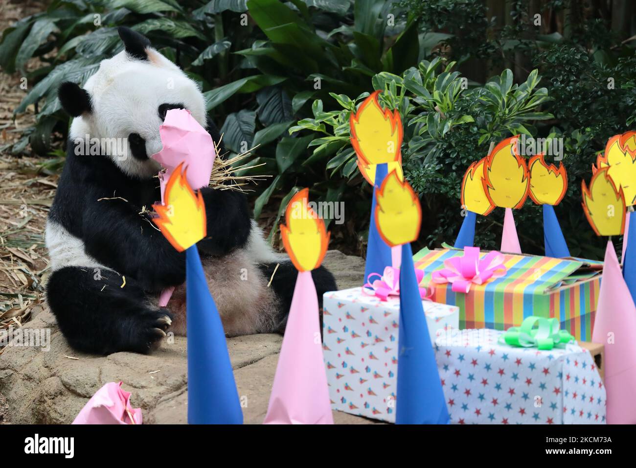 Giant panda Kai Kai opens his presents during his new male cub gender ...