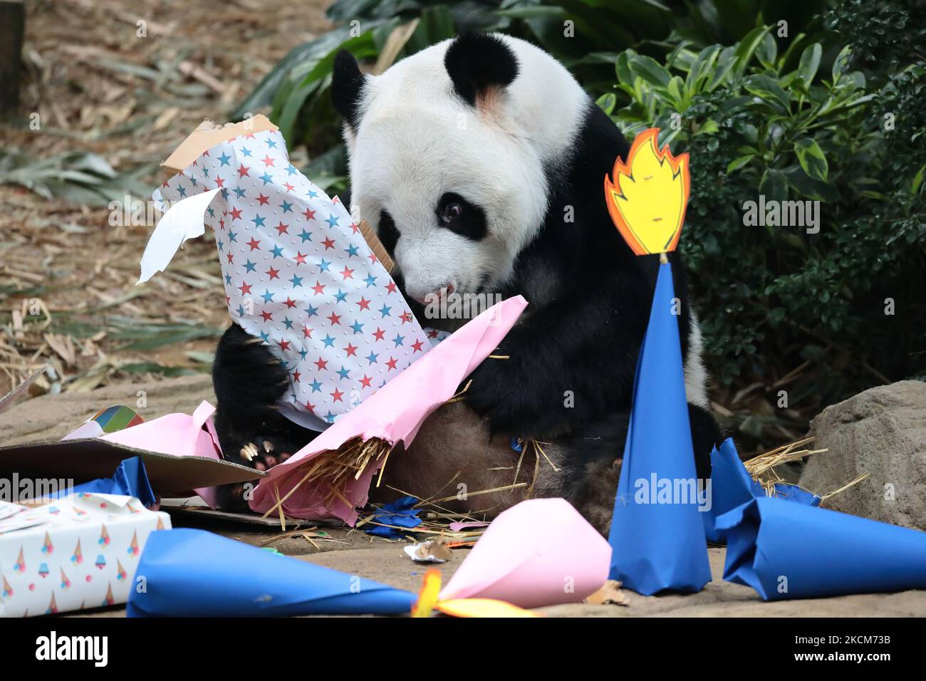 Giant panda Kai Kai opens his presents during his new male cub gender ...
