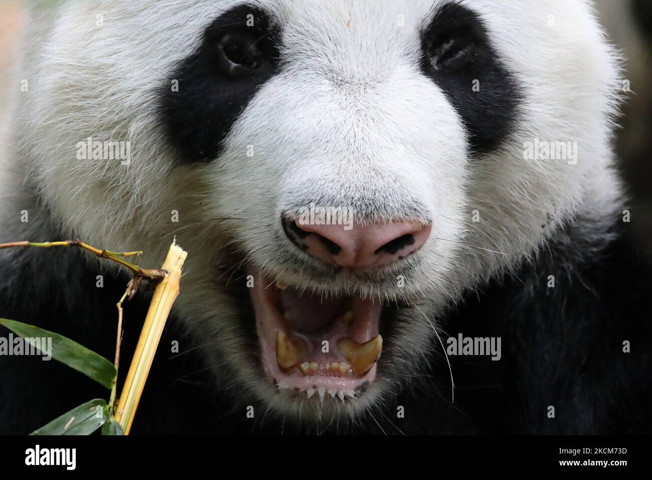 Giant panda Kai Kai eats a bamboo during his new male cub gender reveal ...