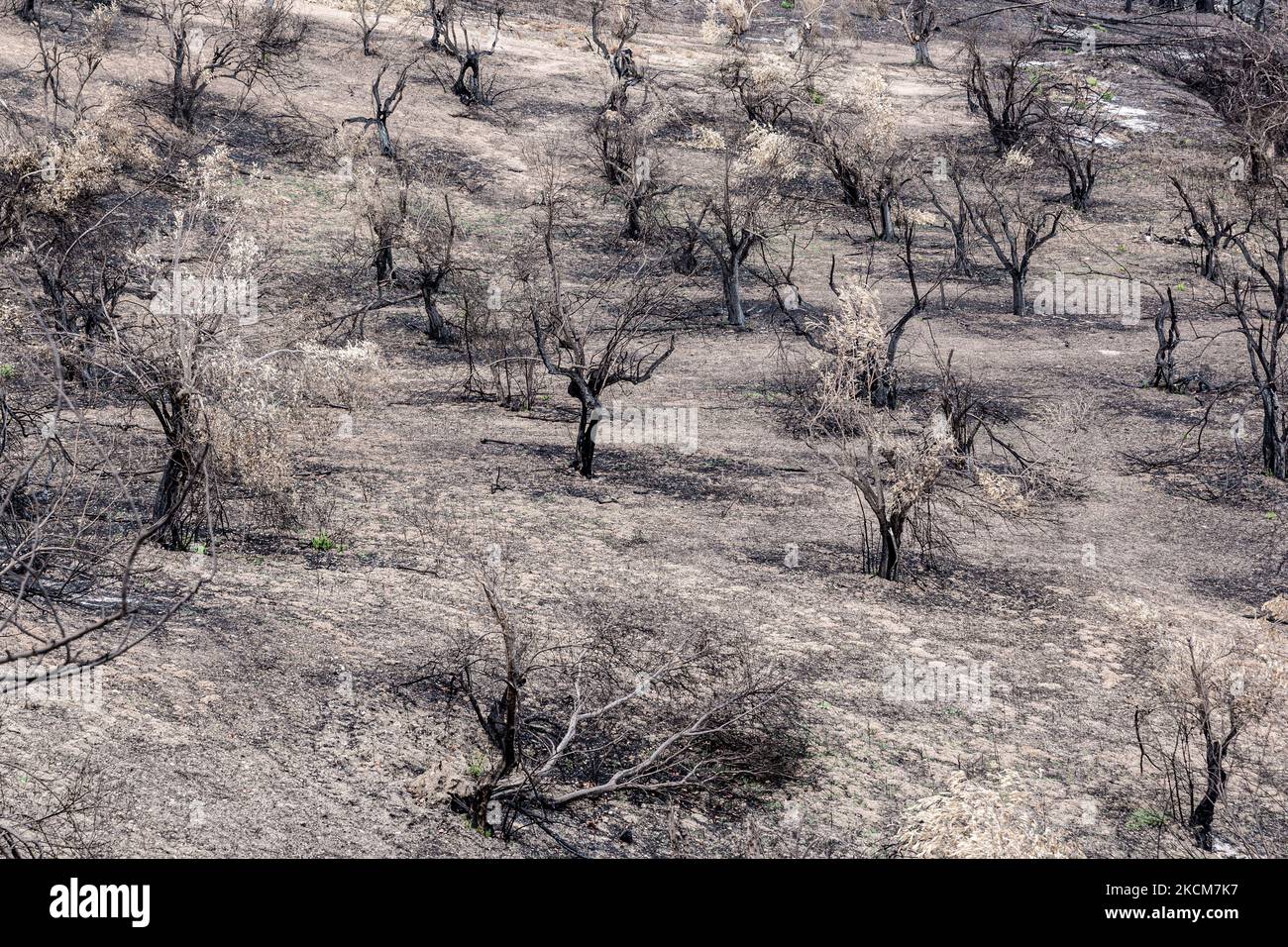 Olive tree plantation near Agia Anna is devastated by drought and ...