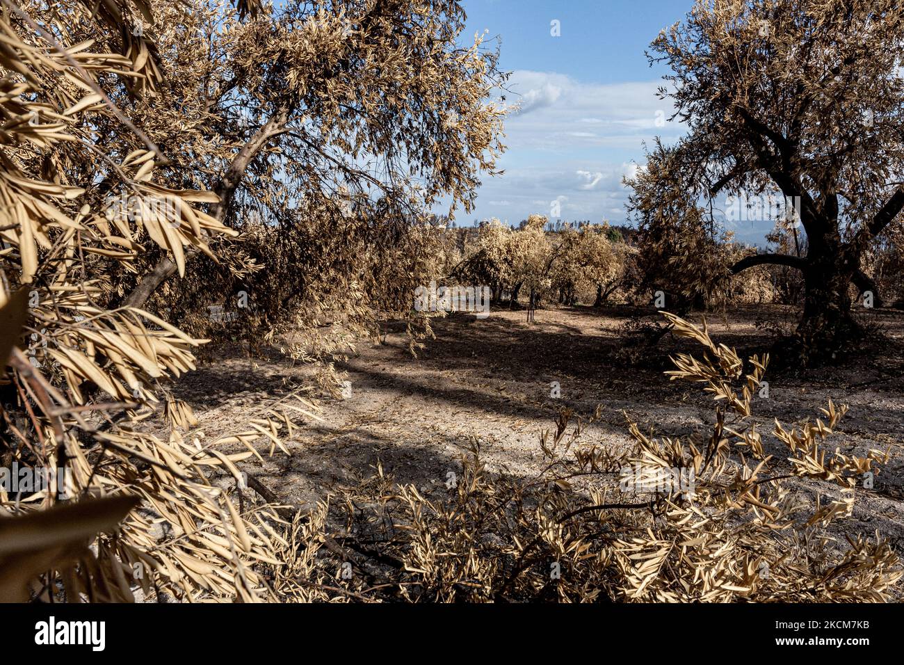 Olive tree plantation near Agia Anna is devastated by drought and ...