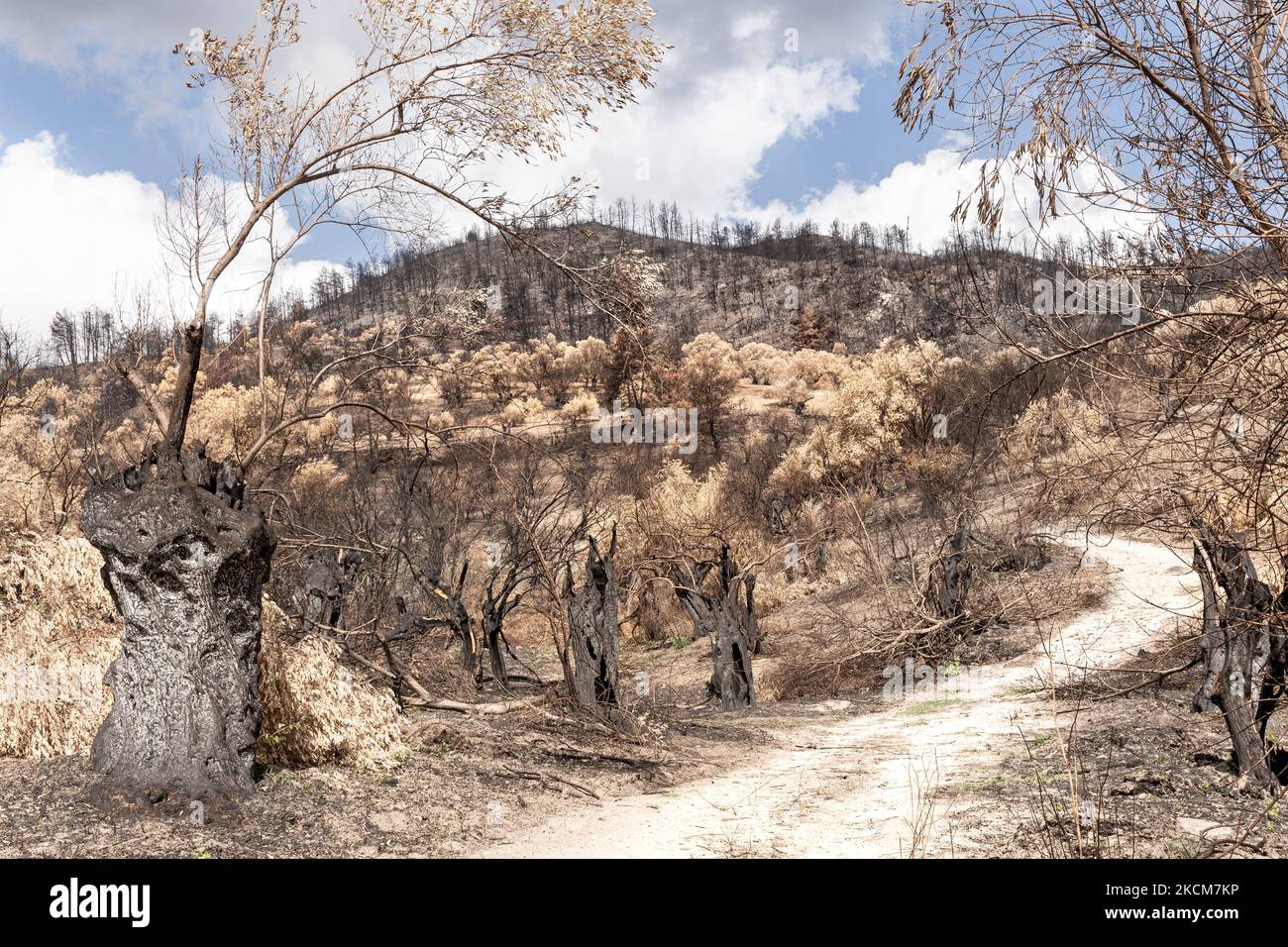 Olive tree plantation near Agia Anna is devastated by drought and ...