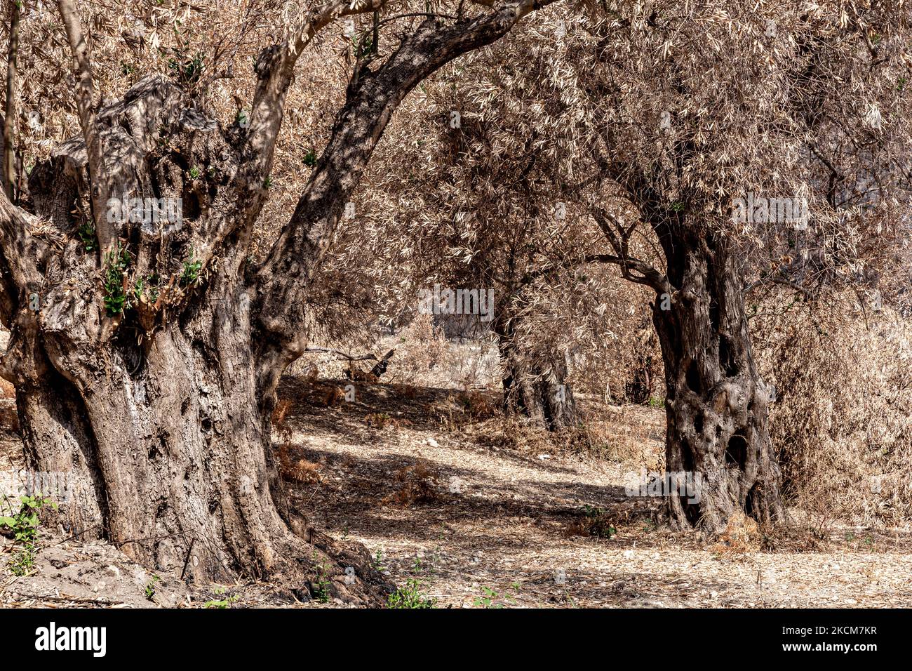 Olive tree plantation near Agia Anna is devastated by drought and ...