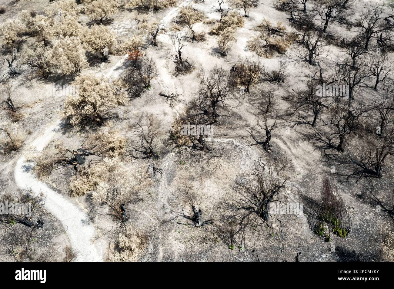 Olive tree plantation near Agia Anna is devastated by drought and ...