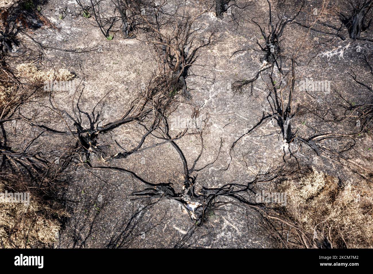 Olive tree plantation near Agia Anna is devastated by drought and ...