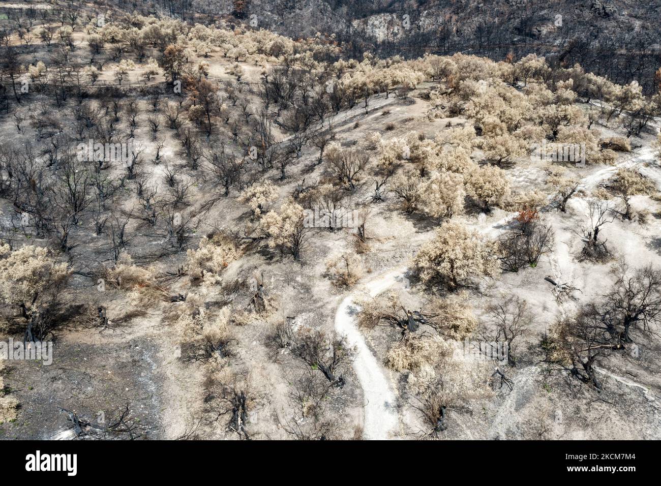 Olive tree plantation near Agia Anna is devastated by drought and ...