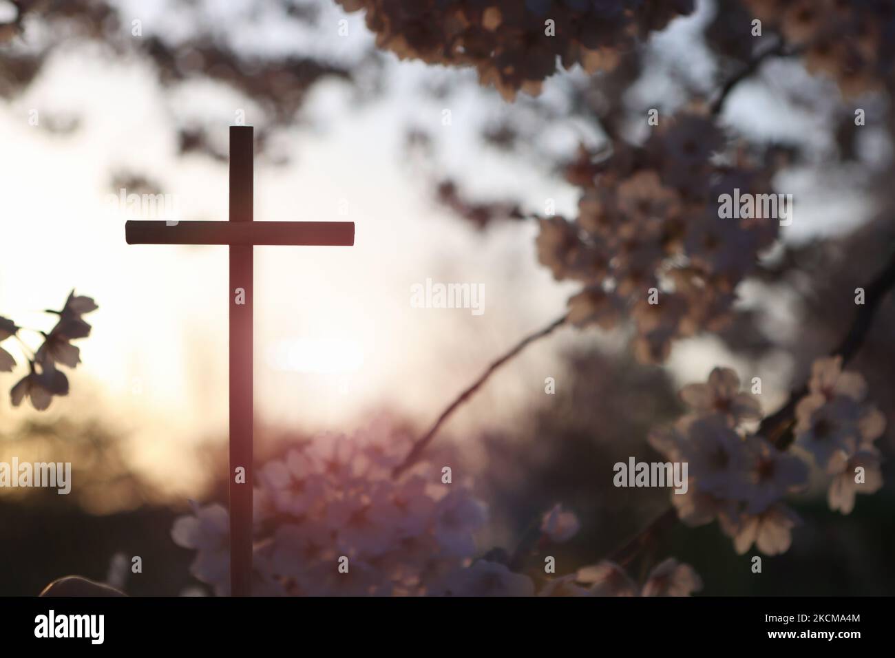 Sunlight shining brightly through the forest trees at sunset, spring ...