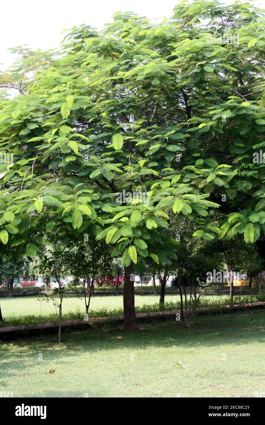 Gulmohar pods hi-res stock photography and images - Alamy
