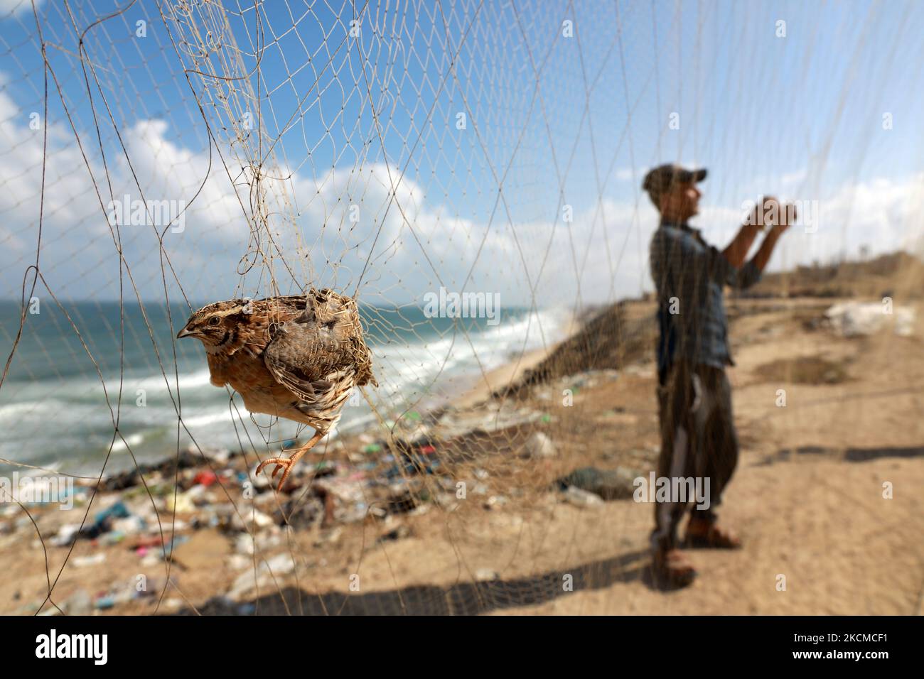 A quail is tangled in a net as a Palestinian takes out another after ...