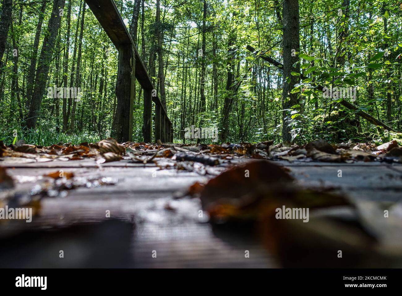 Early autumn yellow and brown leaves in the deep natural forest are ...