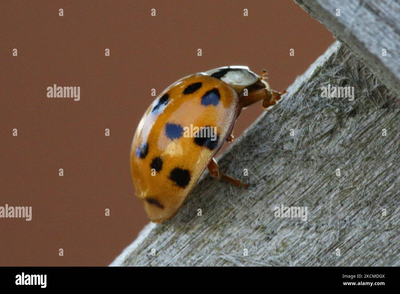 Asian Lady Beetle (Harmonia axyridis) in Toronto, Ontario, Canada, on ...