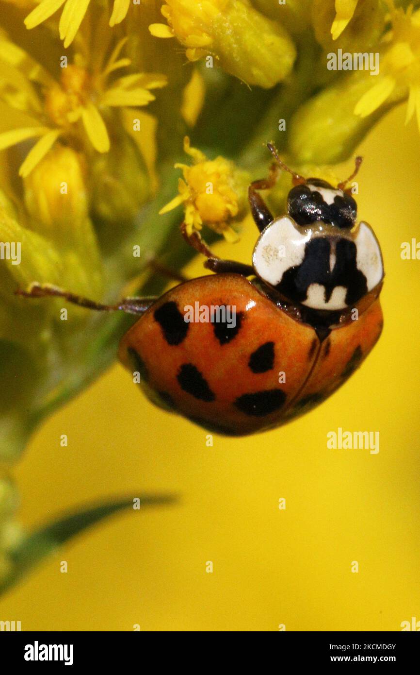 Asian Lady Beetle (Harmonia axyridis) in Toronto, Ontario, Canada, on ...
