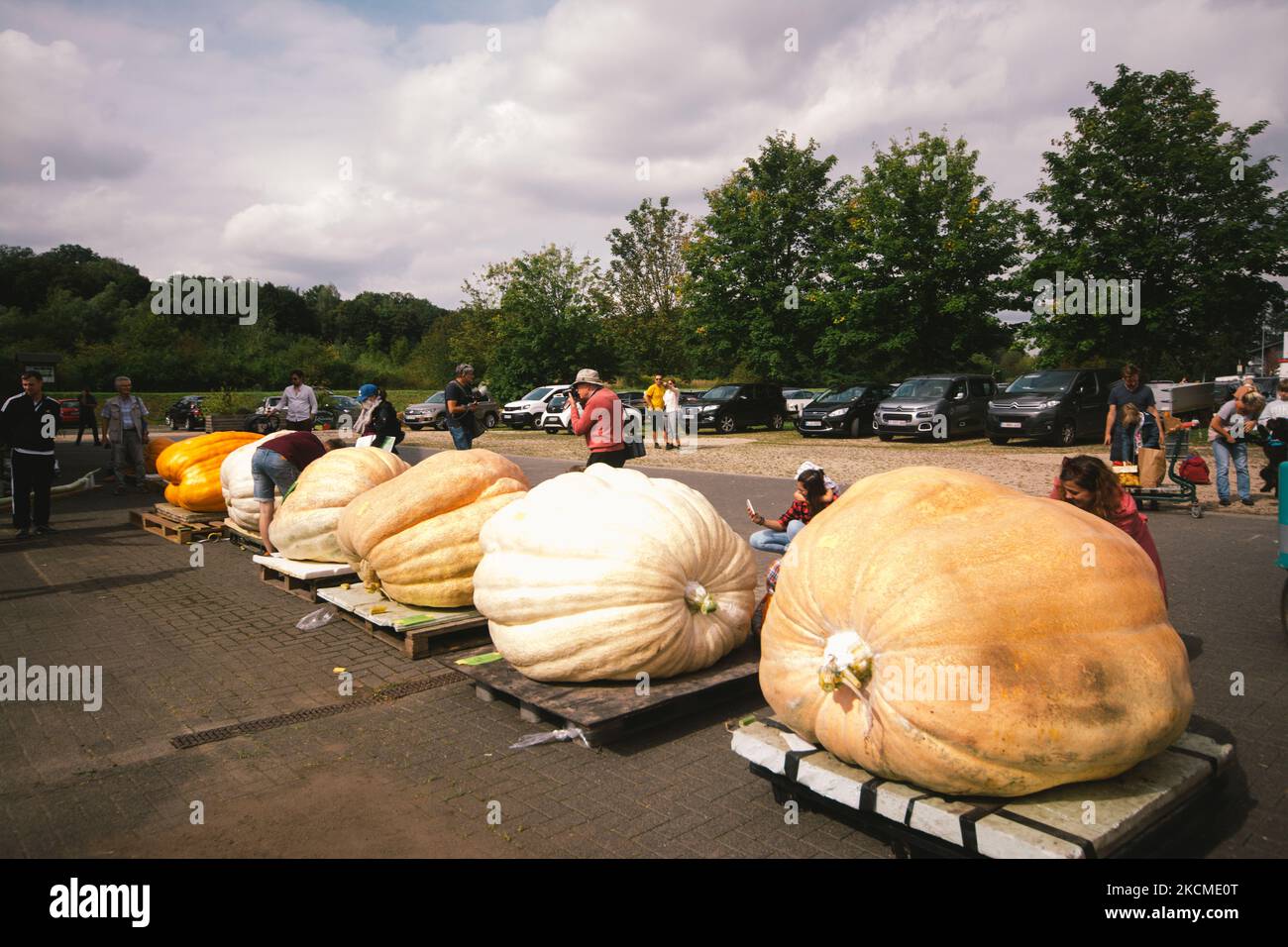 Giant pumpkin are seen before the NRW pumpkin weiging championship in ...