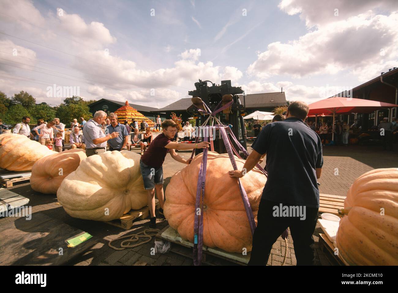 Helpers transport a heavy giant pumpkin on a scale during the NRW ...