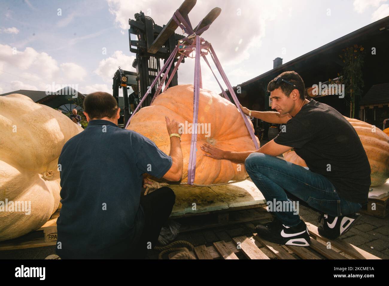 Helpers transport a heavy giant pumpkin on a scale during the NRW ...