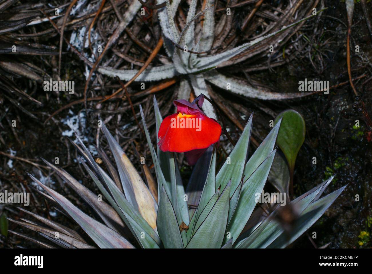 Red bladderwort flower (Utricularia quelchii), Roraima Tepui, Venezuela ...