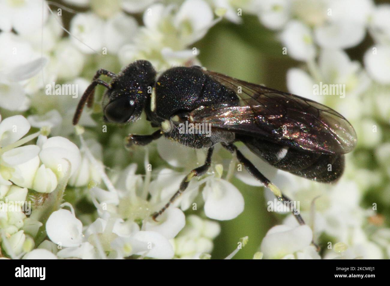 Annulate masked bee hi-res stock photography and images - Alamy