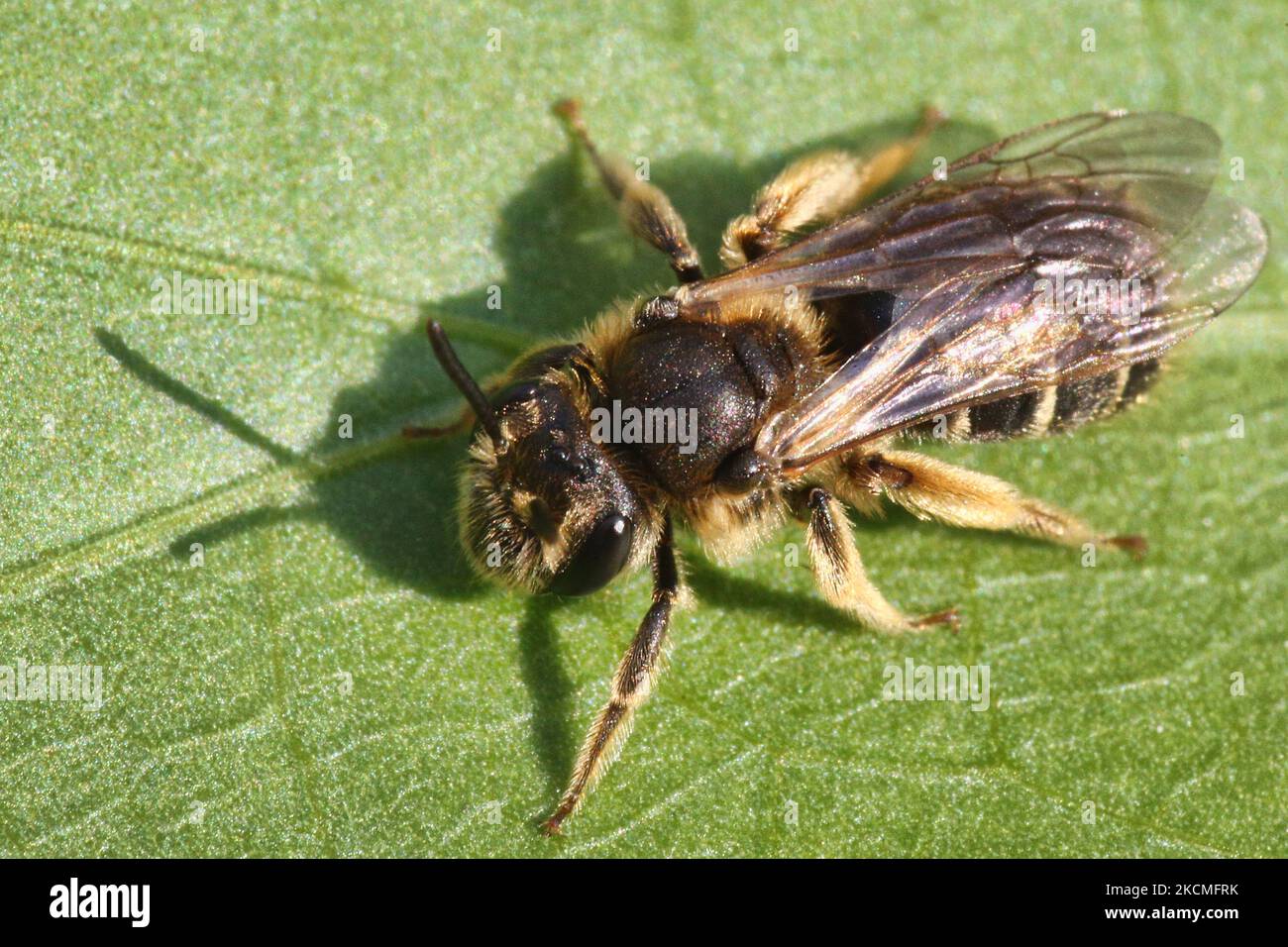 Pruinosa bee hi-res stock photography and images - Alamy