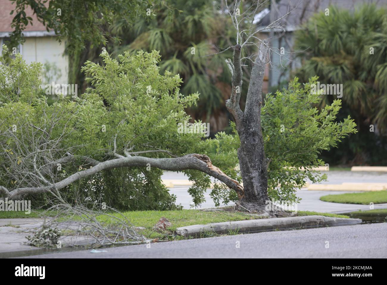 A tree is seen snapped in half, hinting at the powerful wind that hit ...