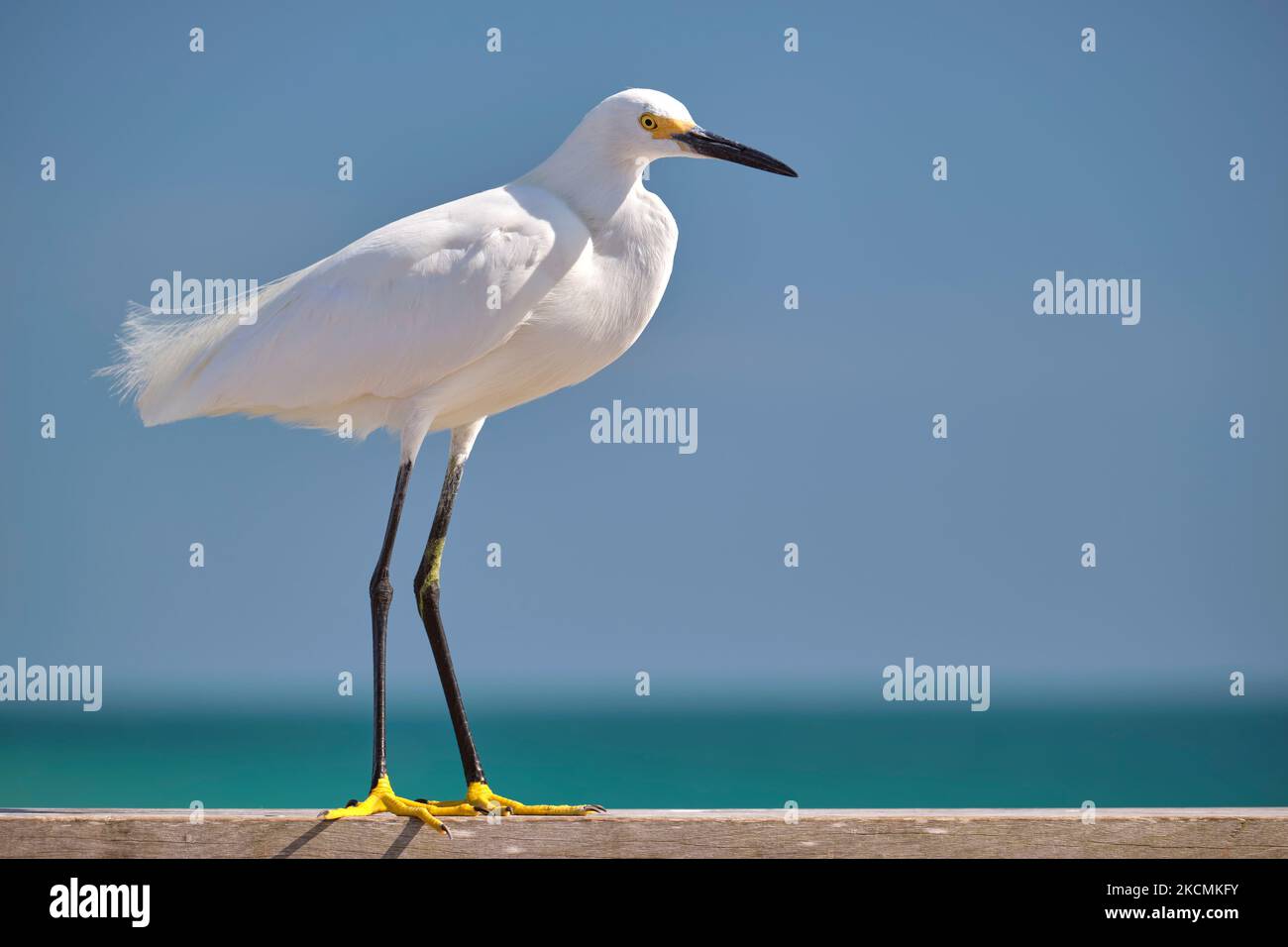 White heron wild sea bird, also known as great egret on seaside in ...