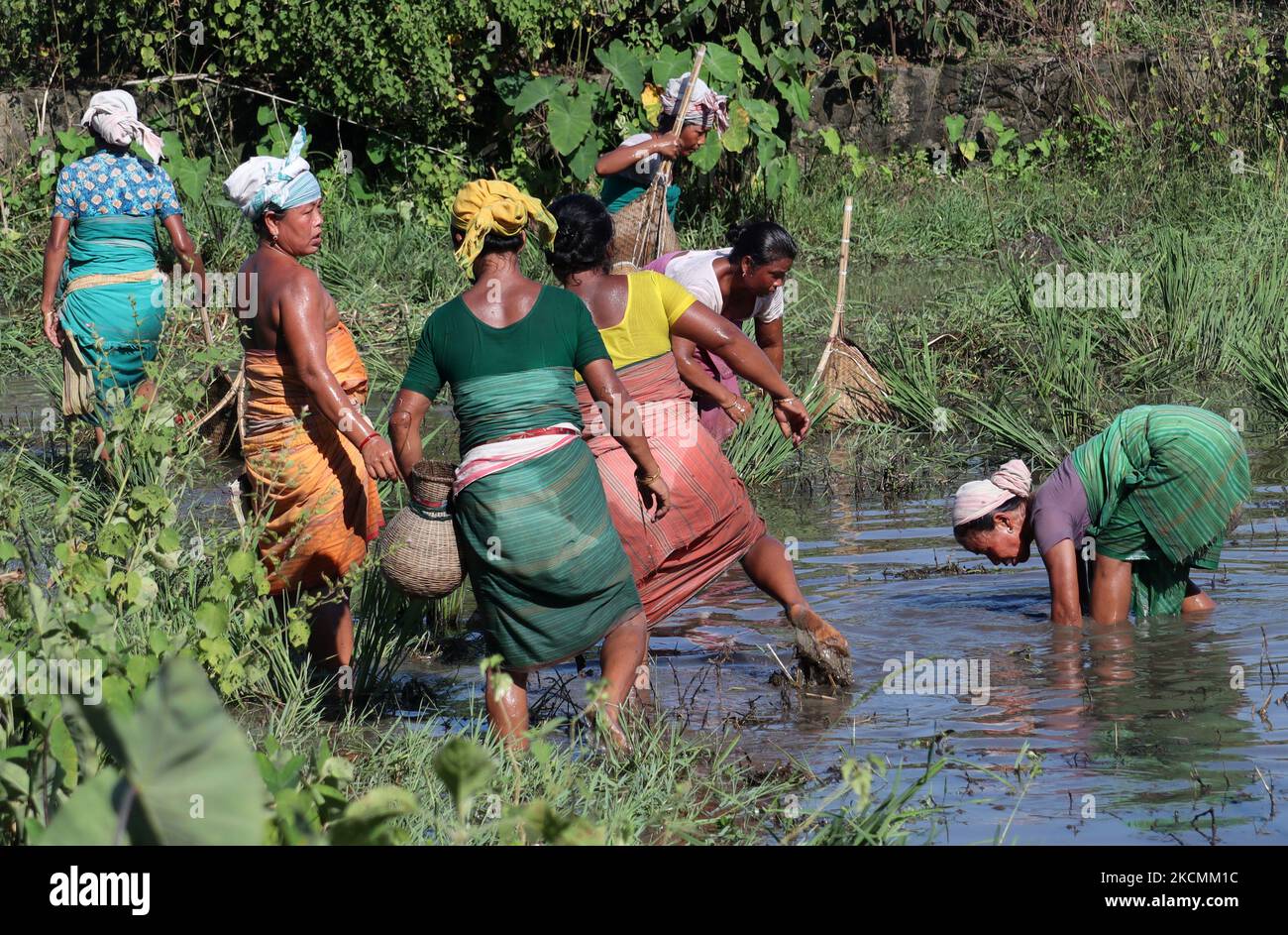 Bodo community women searching fish in a mud water field using ...