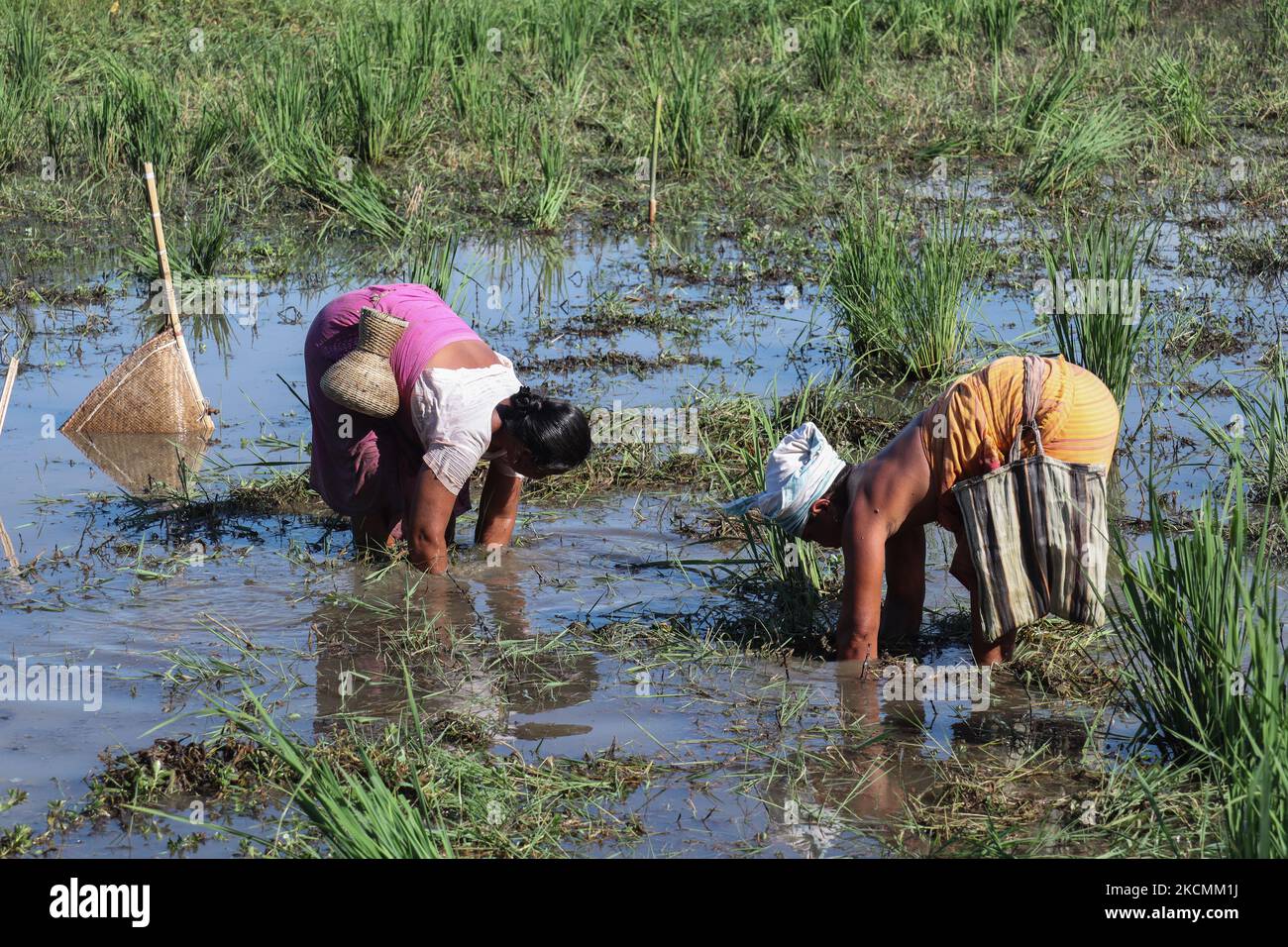 Bodo community women searching fish in a mud water field using ...