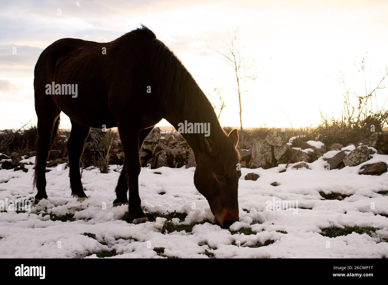 Domestic animals farm hi-res stock photography and images - Alamy