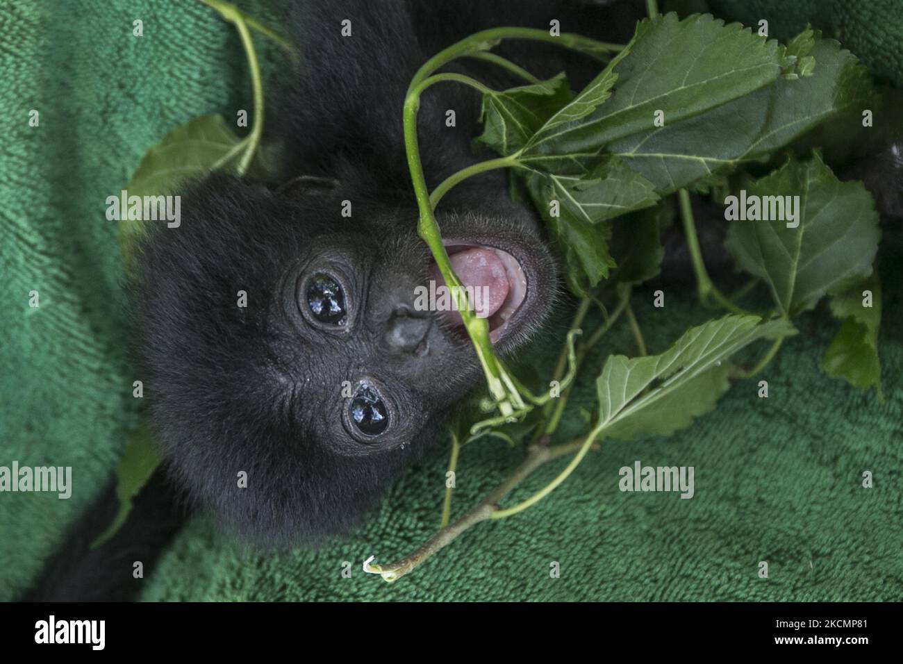 A baby Siamang (Symphalangus syndactylus) plays with animal nurse at ...