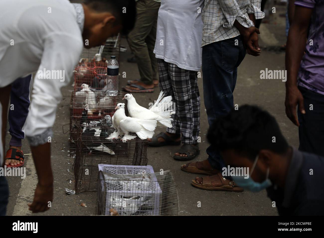 Pigeons display in and outside of buskets for sale at a weekly pigeon ...