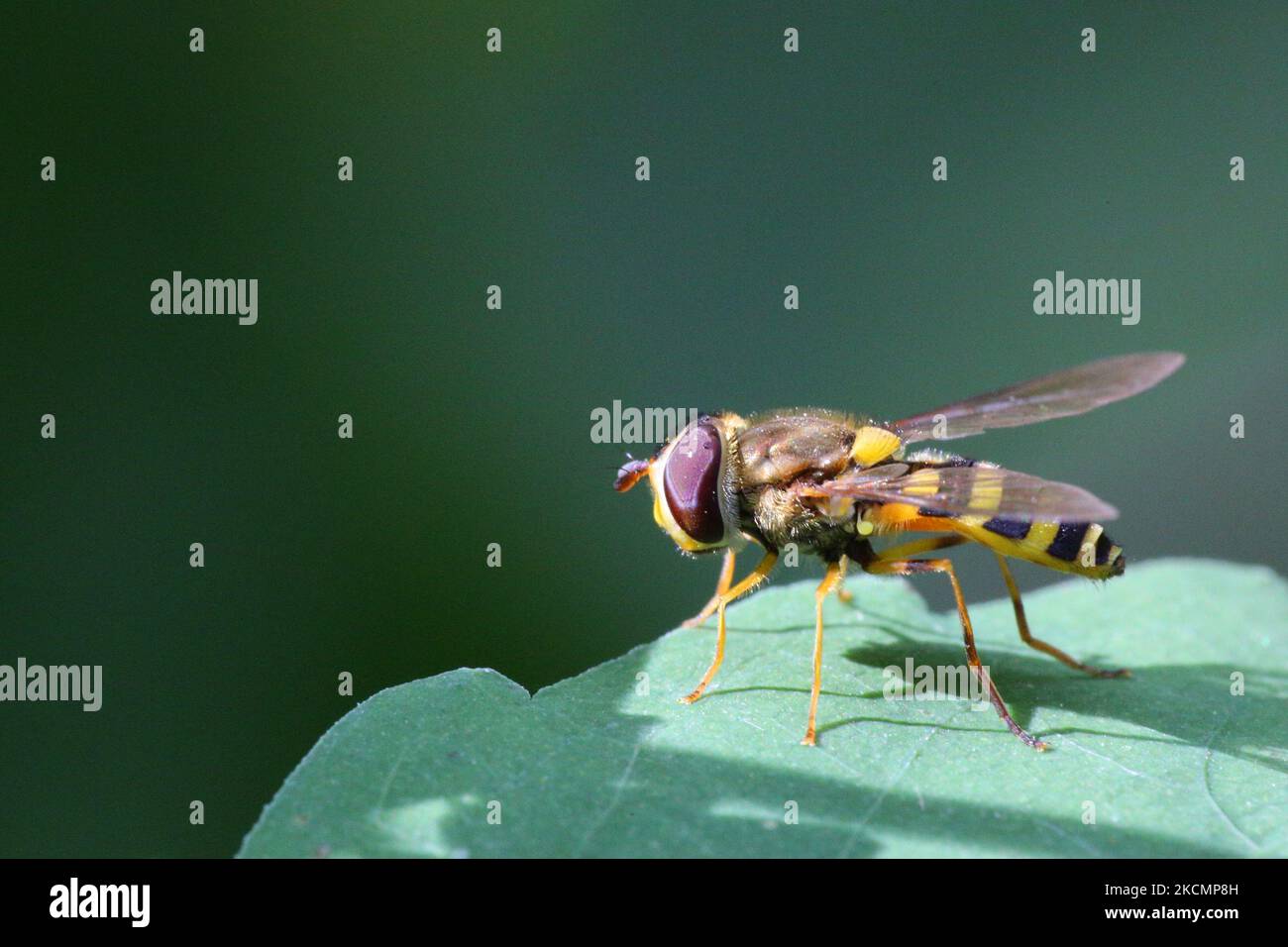 Hoverfly (Syrphidae sp) in Toronto, Ontario, Canada, on September 11 ...
