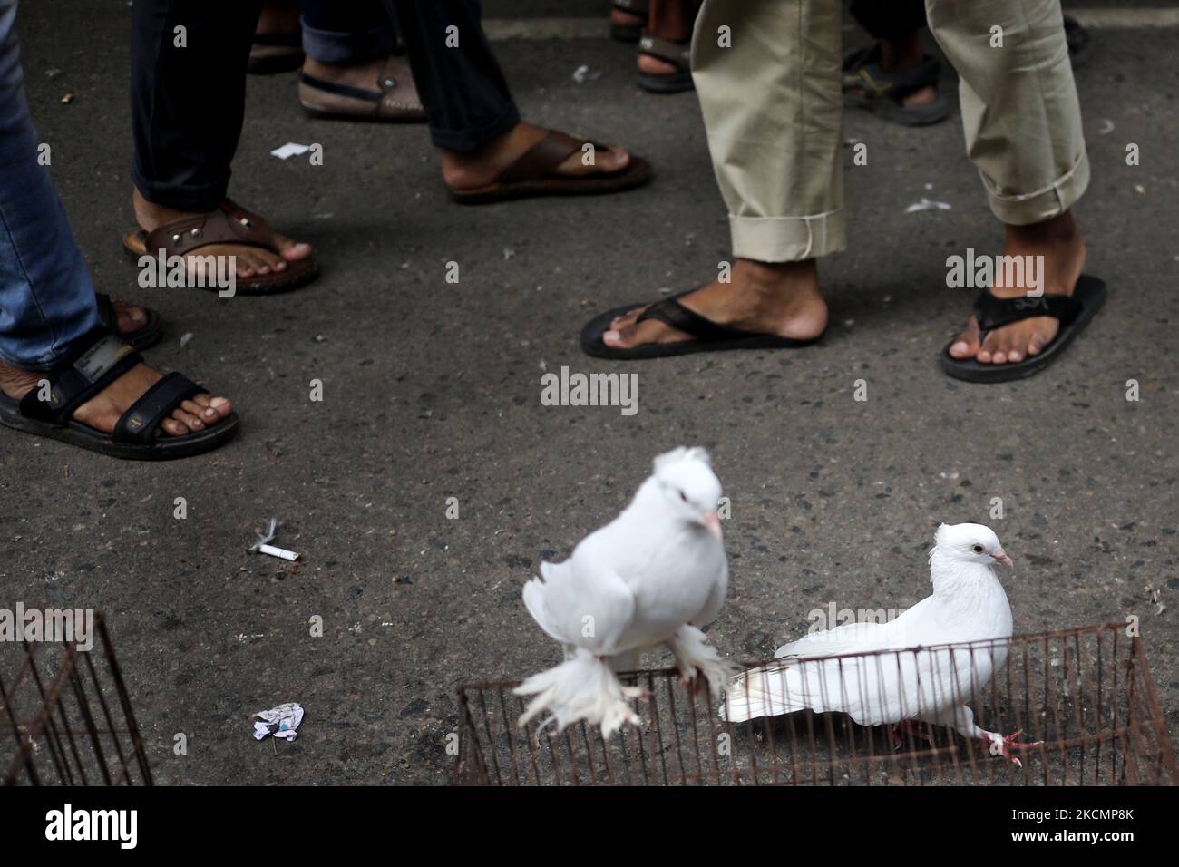 Pigeons walk through the street as vendors display them for sale at a ...