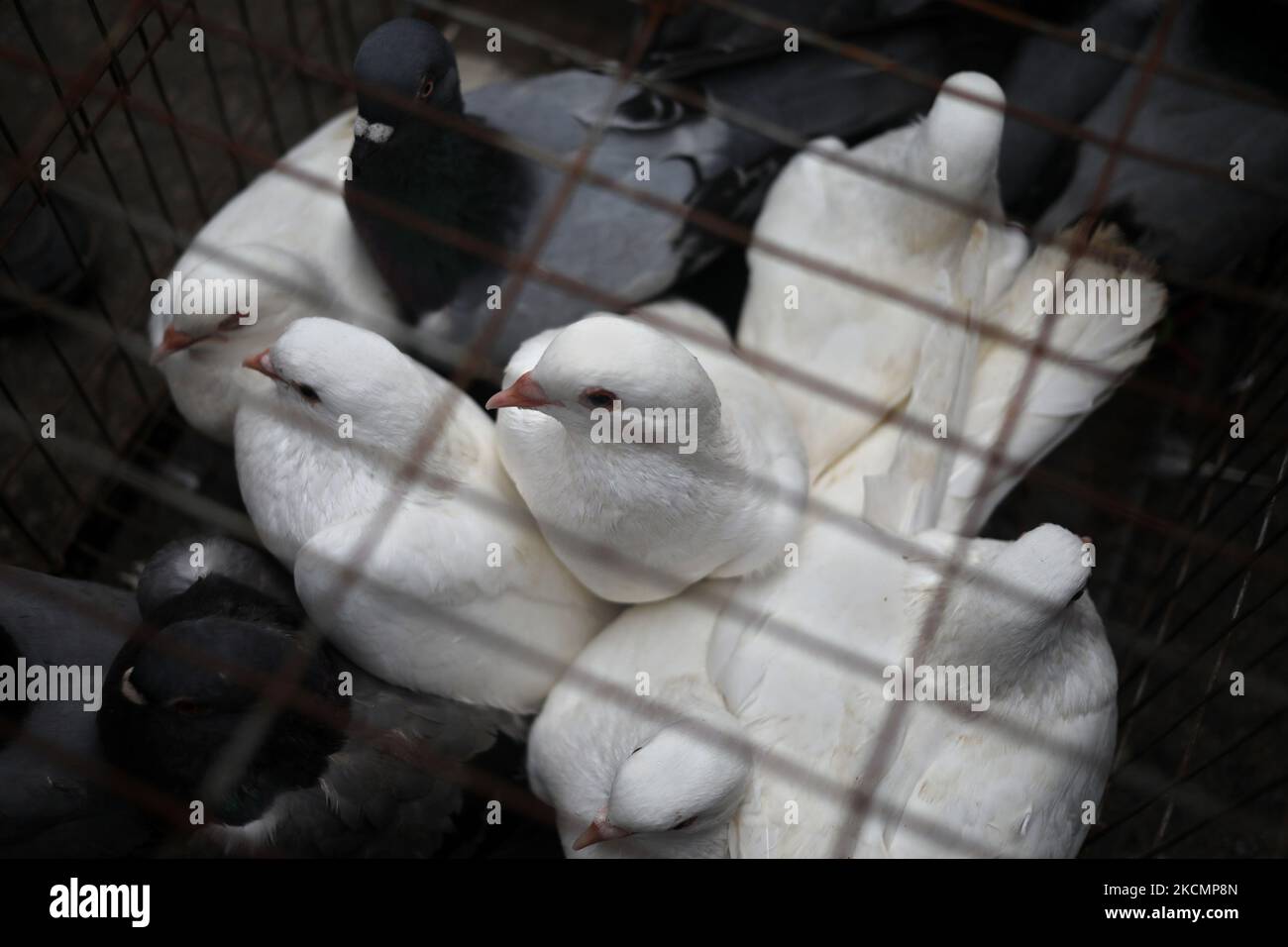 Caged pigeons for sale at a weekly pigeon market in Dhaka, Bangladesh ...