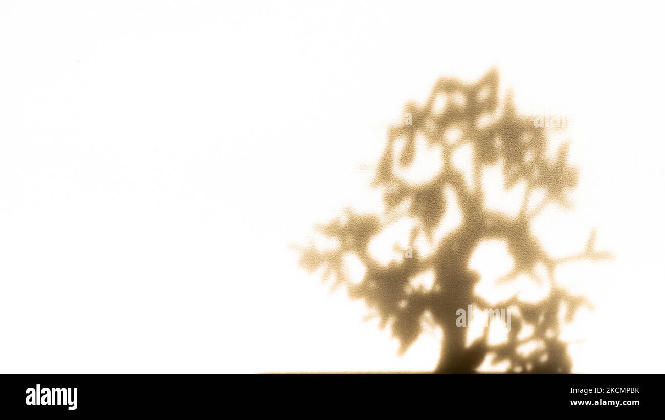 Realistic shadow of tree branches, leaves and foliage. Blurred ...