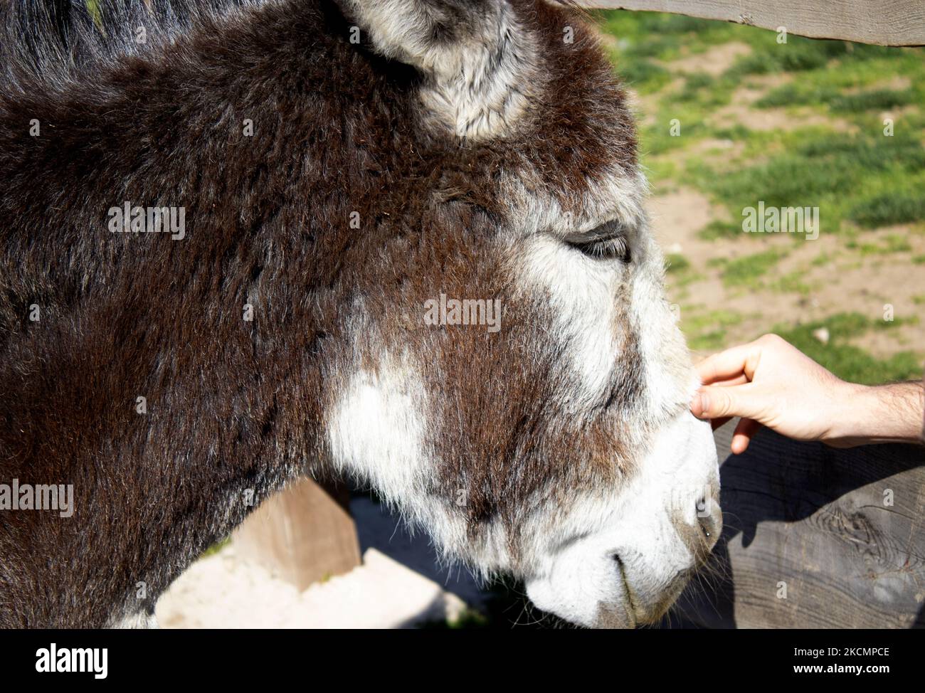 Donkey love hi-res stock photography and images - Alamy