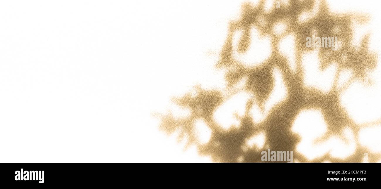 Realistic shadow of tree branches, leaves and foliage. Blurred ...