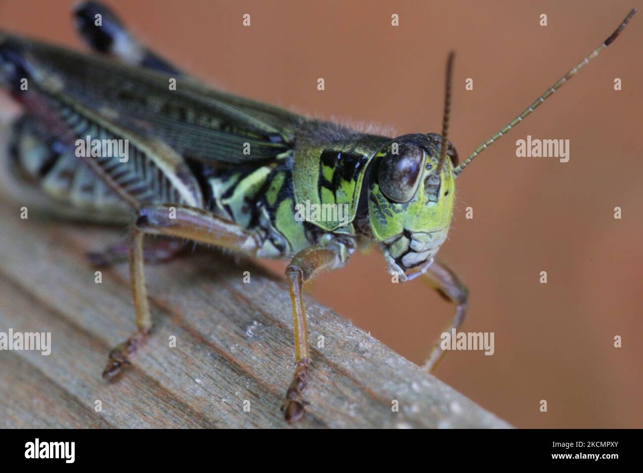Red-legged Grasshopper (Melanoplus femurrubrum) in Toronto, Ontario ...