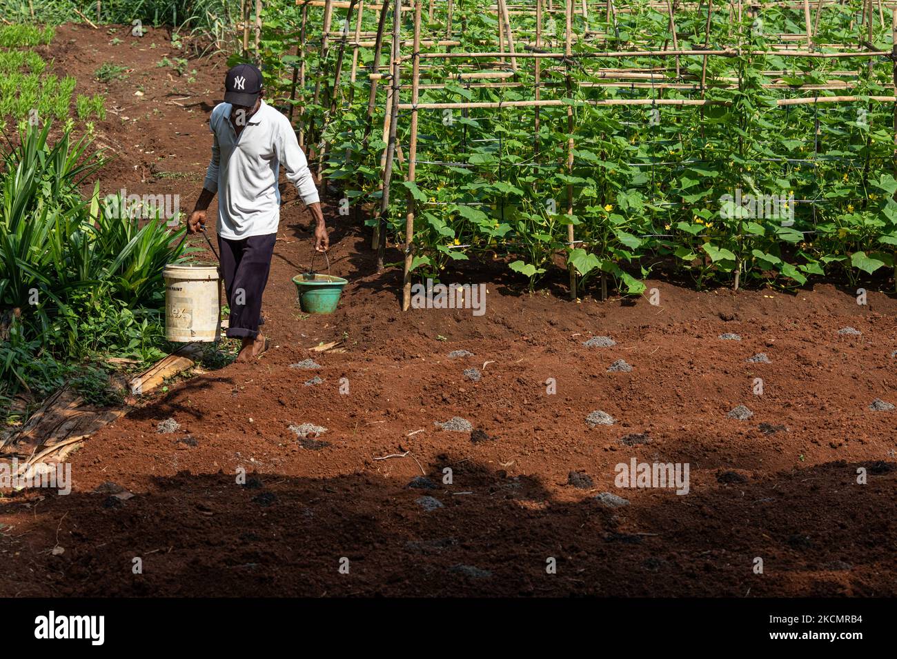 Land for rice farming and farming in southern Tangerang, Indonesia on ...