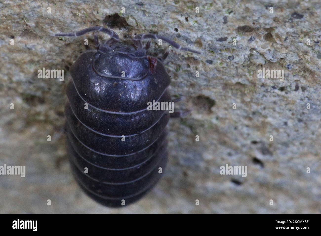 Rolly polies hi-res stock photography and images - Alamy