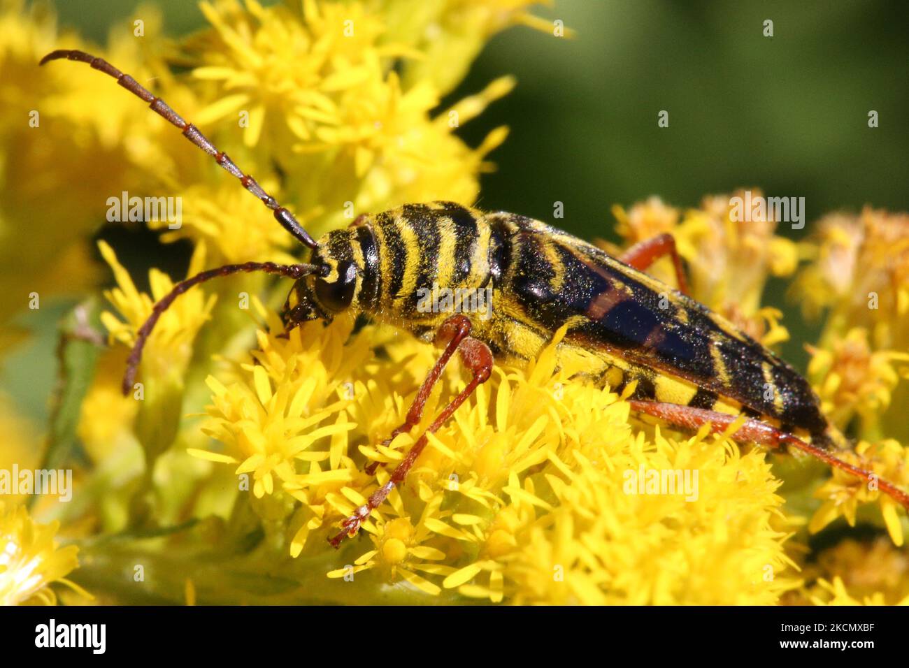 Locust borer beetles hi-res stock photography and images - Alamy