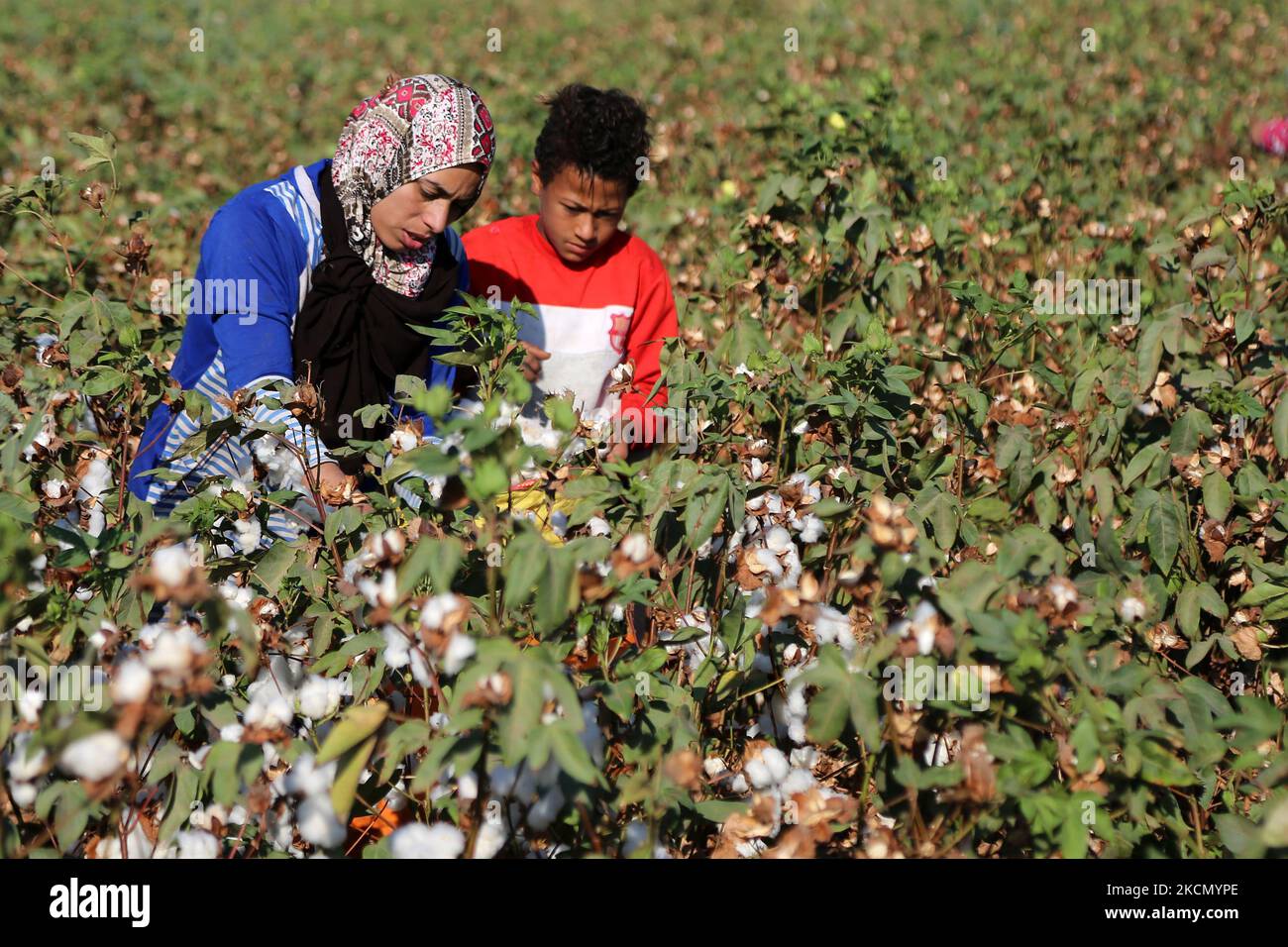 Cotton plant egypt hi-res stock photography and images - Alamy