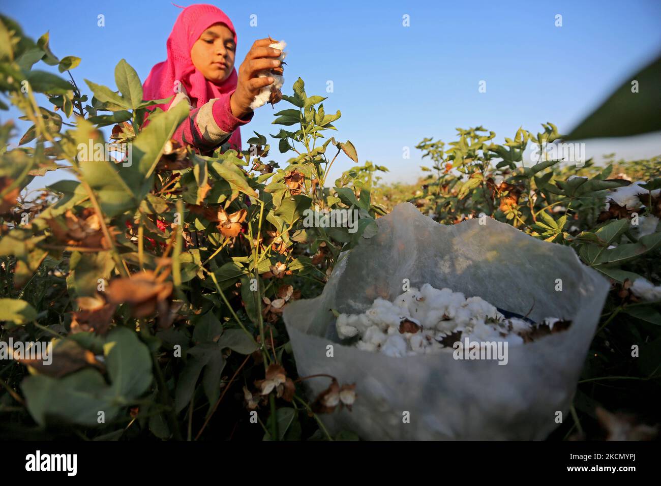 Cotton flower egypt hi-res stock photography and images - Alamy