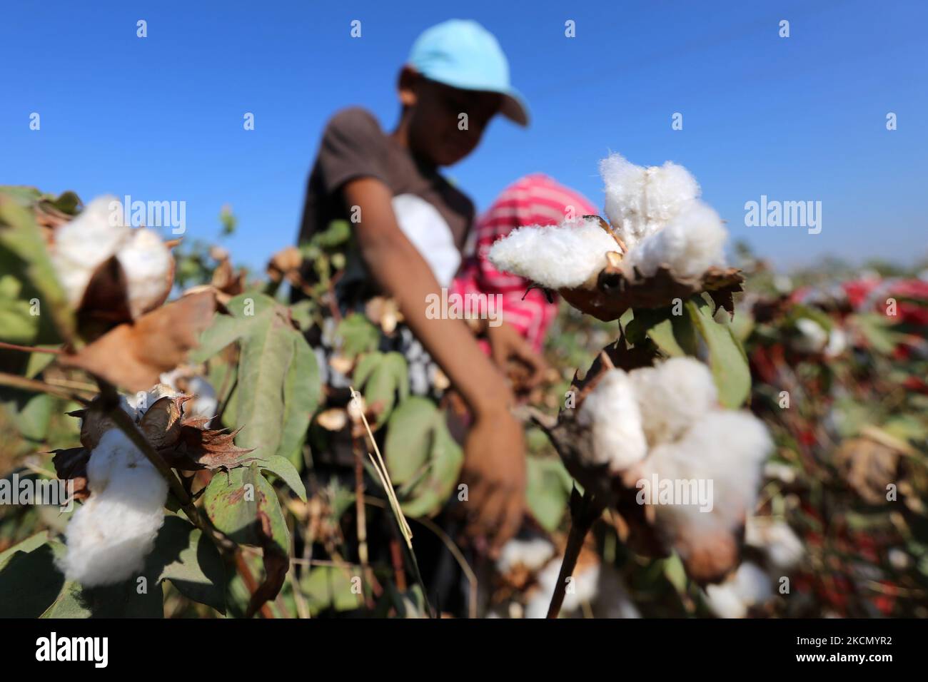 Cotton flower egypt hi-res stock photography and images - Alamy