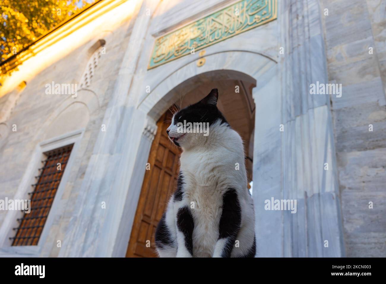 Stray cats of Istanbul. A stray cat sitting in the garden of a mosque ...