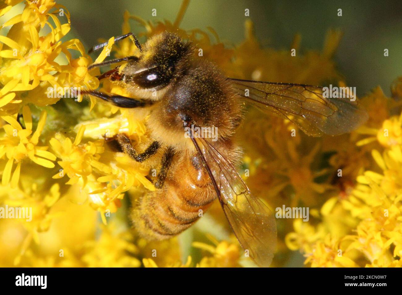 Touch of a bee hi-res stock photography and images - Alamy