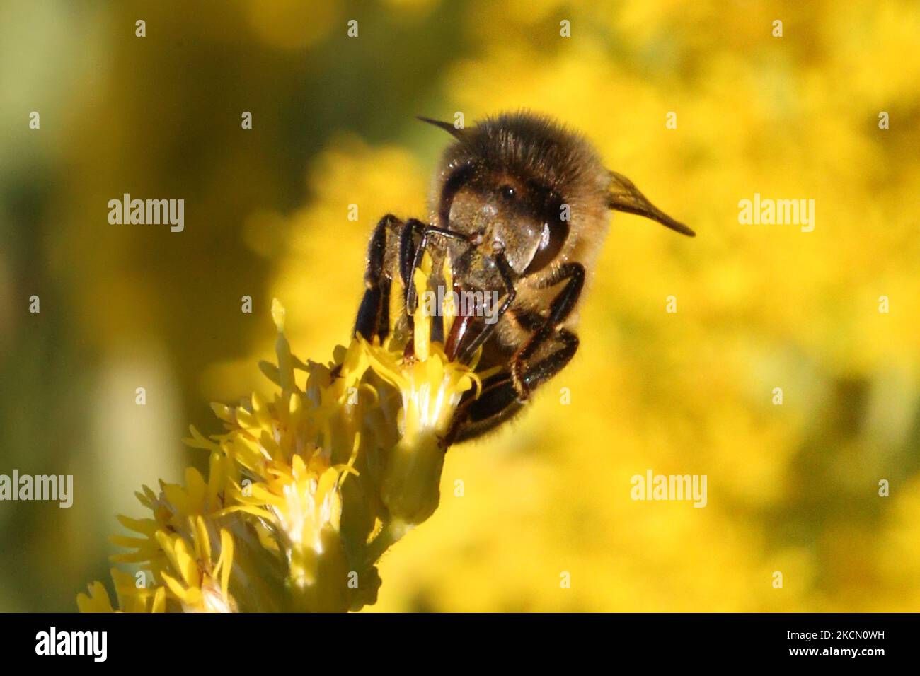 Touch a bee hi-res stock photography and images - Alamy