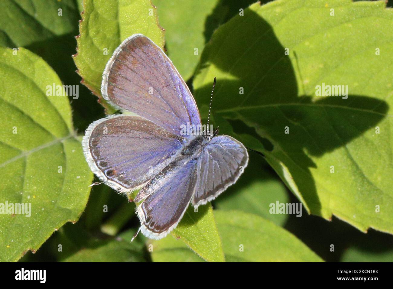 Melissa blue (Plebejus melissa) butterfly in Toronto, Ontario, Canada ...