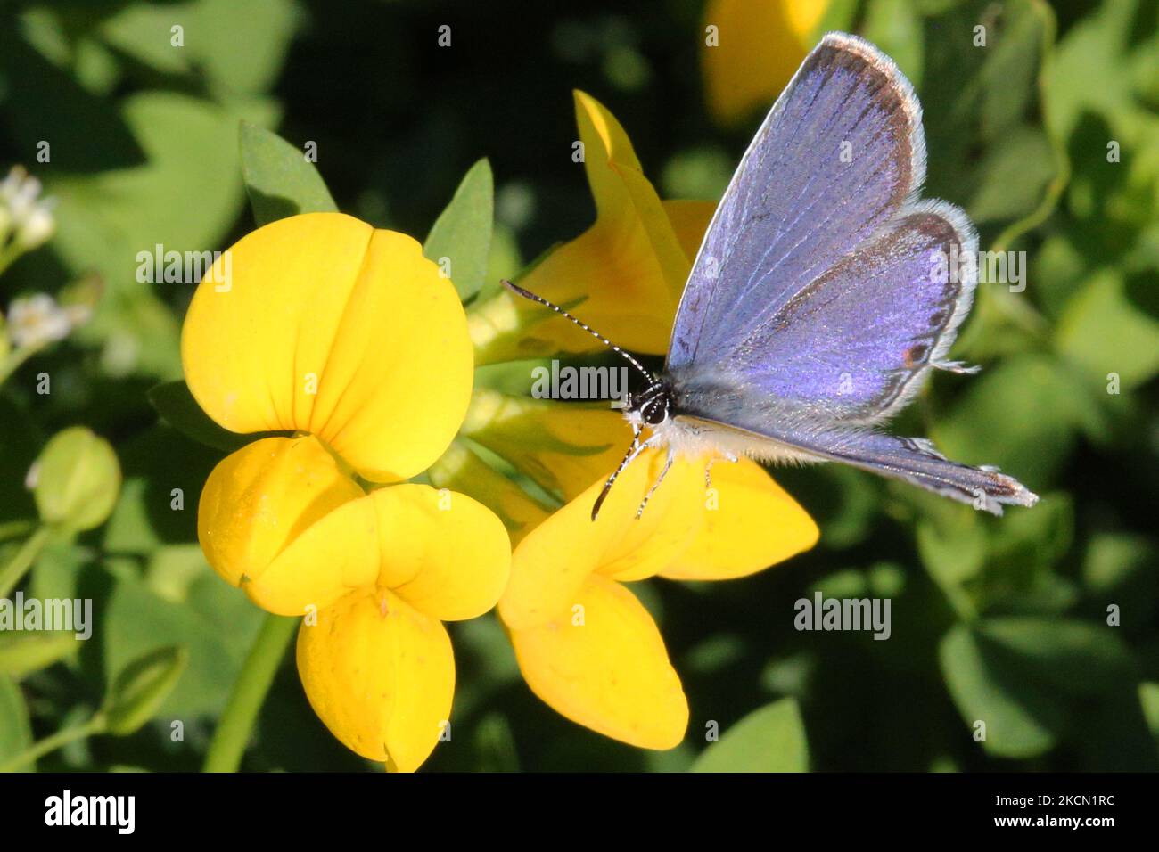 Melissa blue (Plebejus melissa) butterfly in Toronto, Ontario, Canada ...