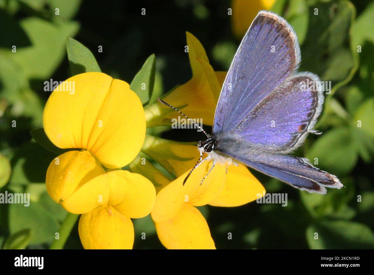 Melissa blue (Plebejus melissa) butterfly in Toronto, Ontario, Canada ...