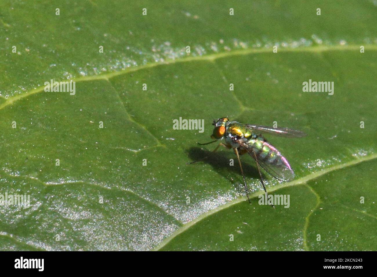 Condylostylus nigrofemoratus hi-res stock photography and images - Alamy