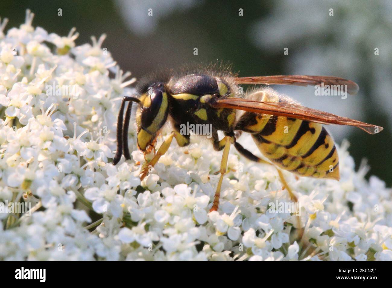 Eastern yellowjacket (Vespula maculifrons) wasp in Toronto, Ontario ...